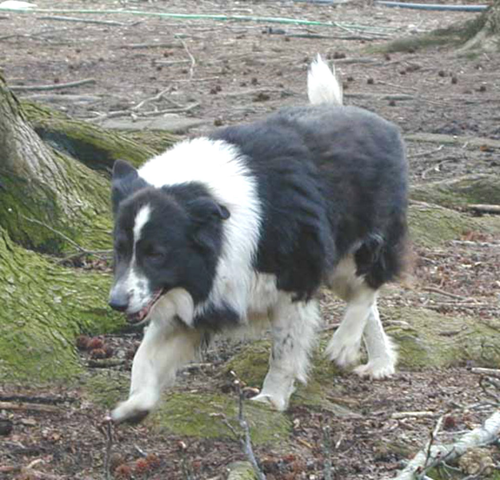 Russ-Bec 2003 | White Oak English Shepherds